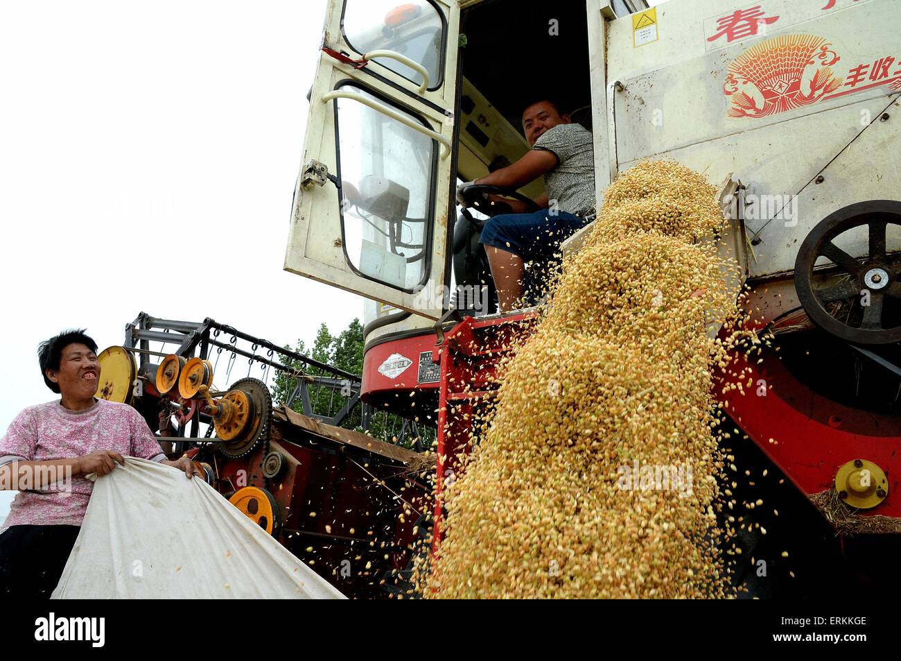 Tengzhou, China's Shandong Province. 4th June, 2015. Villagers harvest ...