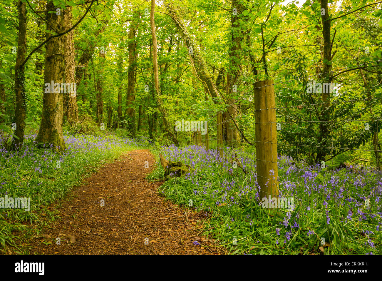 East cornwall woods hi-res stock photography and images - Alamy