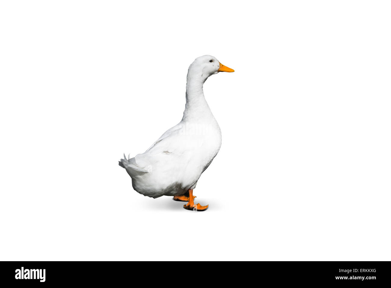 Isolated white goose from side view Stock Photo - Alamy