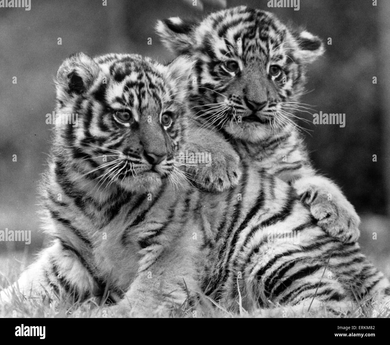 Tigger Black And White