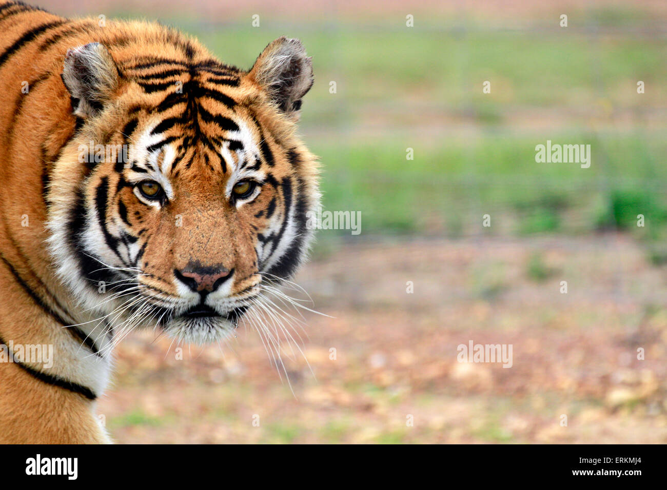 A Bengal tiger (Panthera tigris tigris) in the Drakenstein Lion Park ...