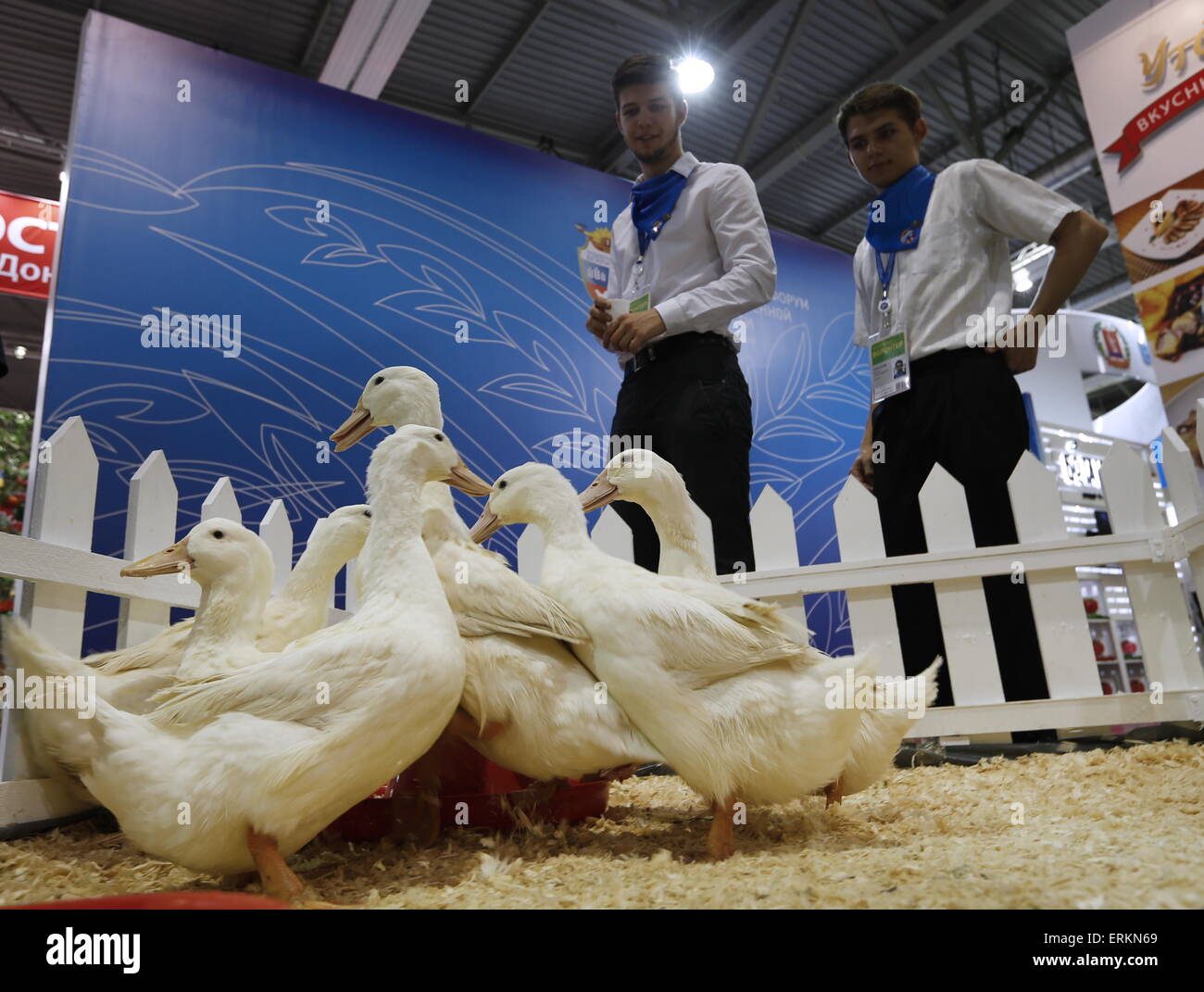 Poultry Exhibition High Resolution Stock Photography and Images - Alamy