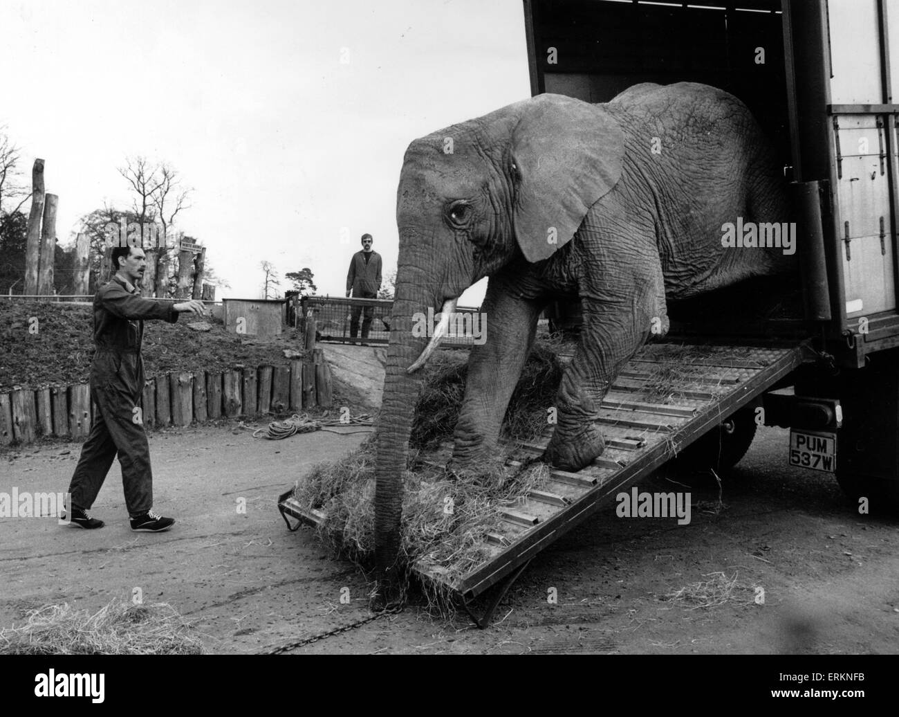 Safari year Black and White Stock Photos & Images - Alamy