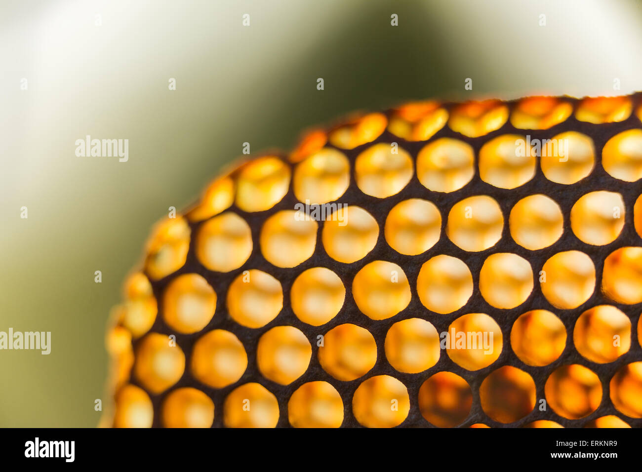 Honey comb up-close Stock Photo - Alamy