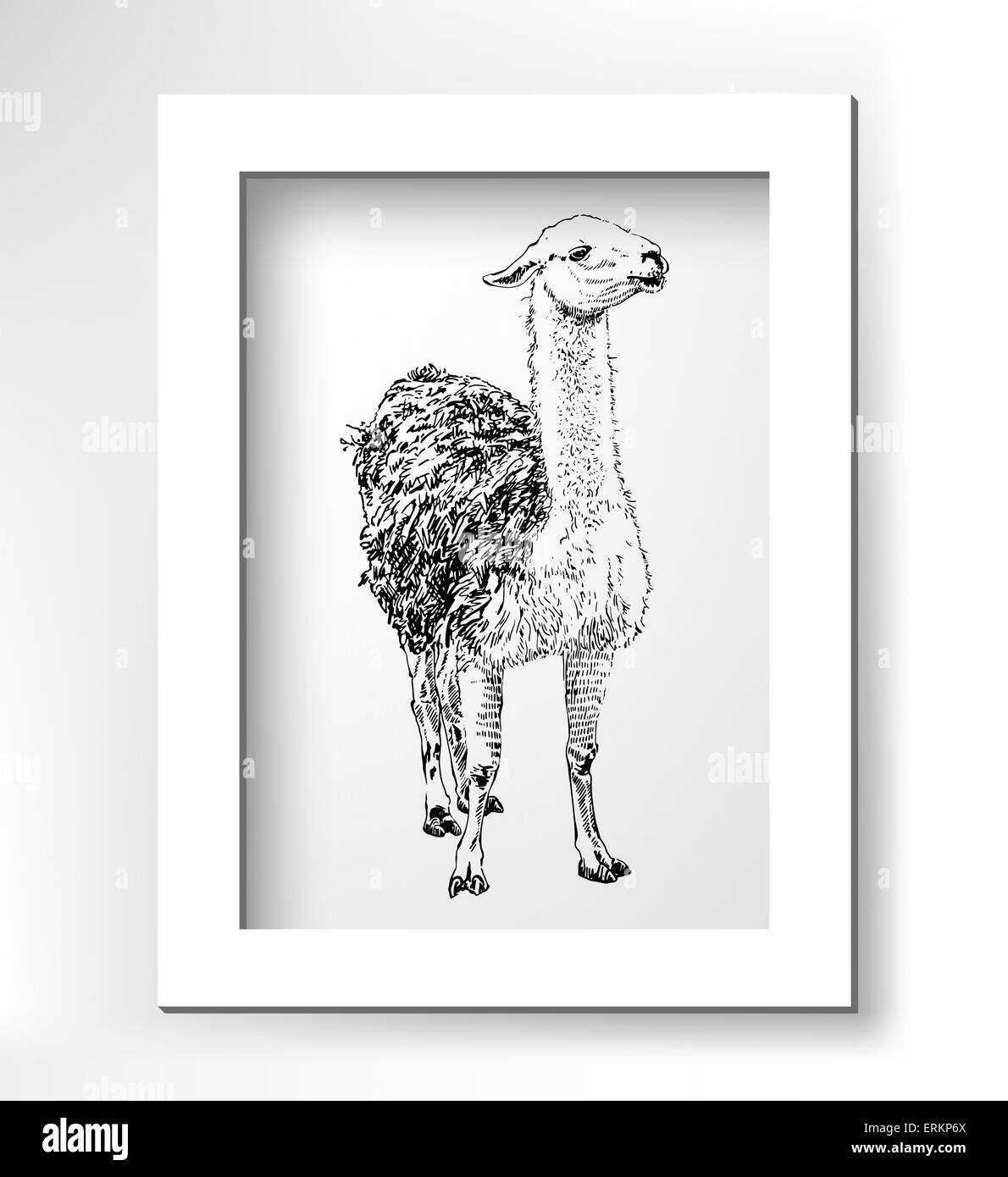 artwork lama, digital sketch of animal, realistic black drawing Stock ...