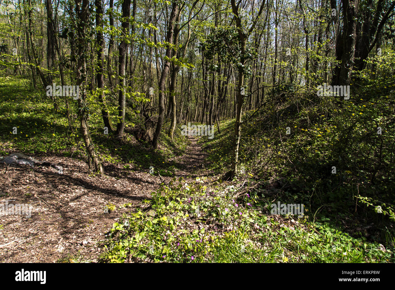 Young trees in forest, branch of trees, path in forest Stock Photo - Alamy