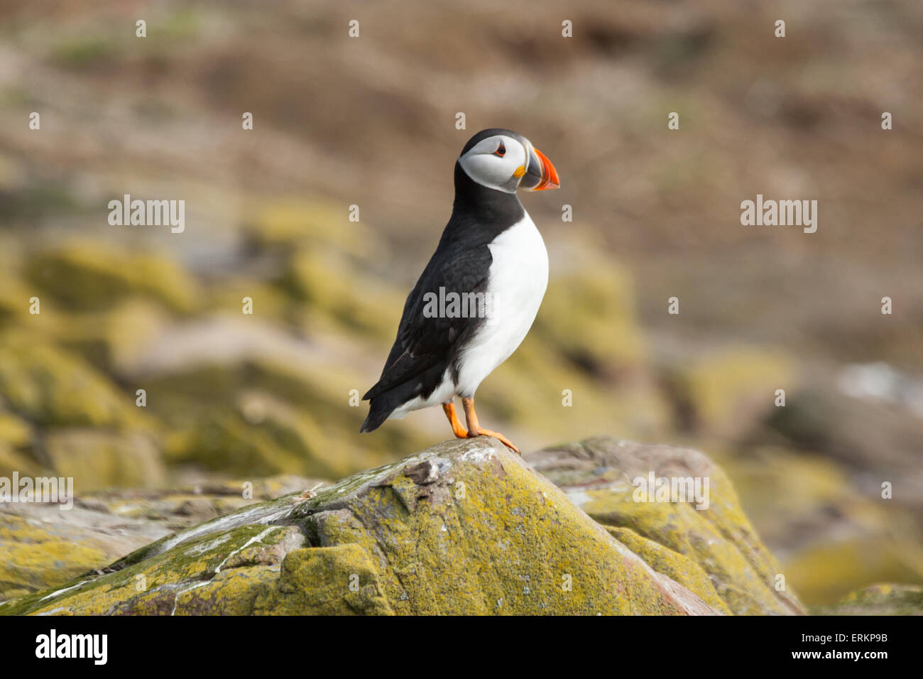 On a rocky outcrop, a puffin, newly arrived on the island for the ...
