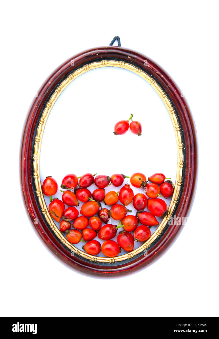 red wild rose hips in oval picture frame isolated on white Stock Photo ...