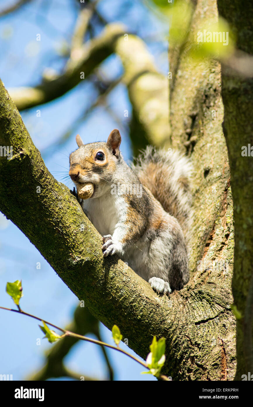 Squirrel in the tree hi-res stock photography and images - Alamy