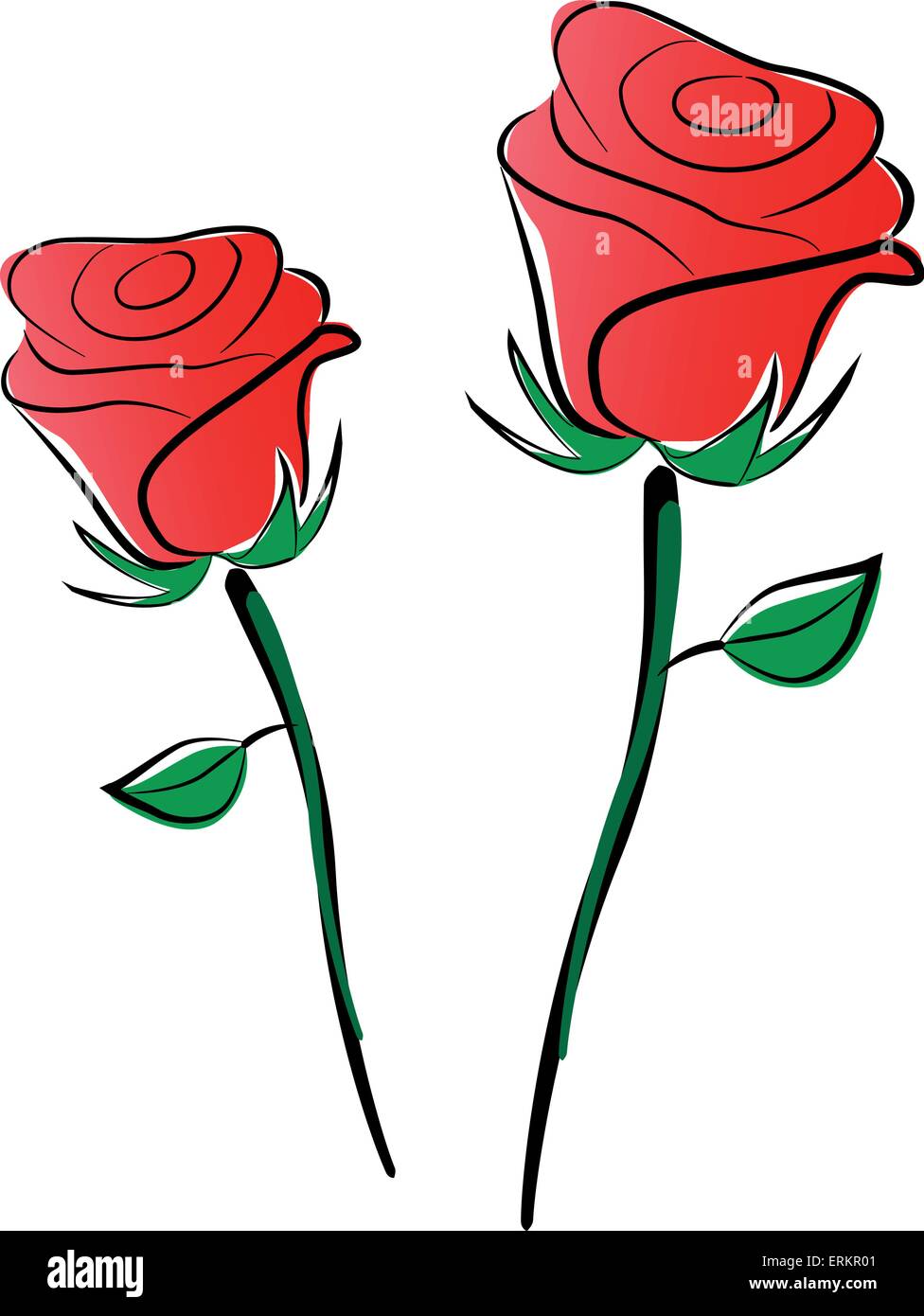 Vector illustration of roses drawing on white background Stock Vector ...