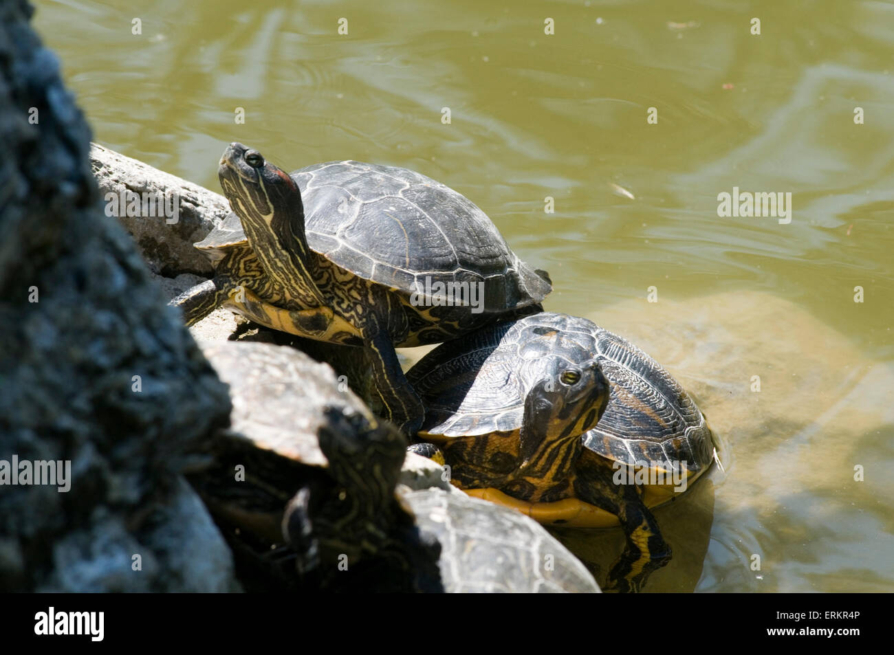 Terrapins hi-res stock photography and images - Alamy