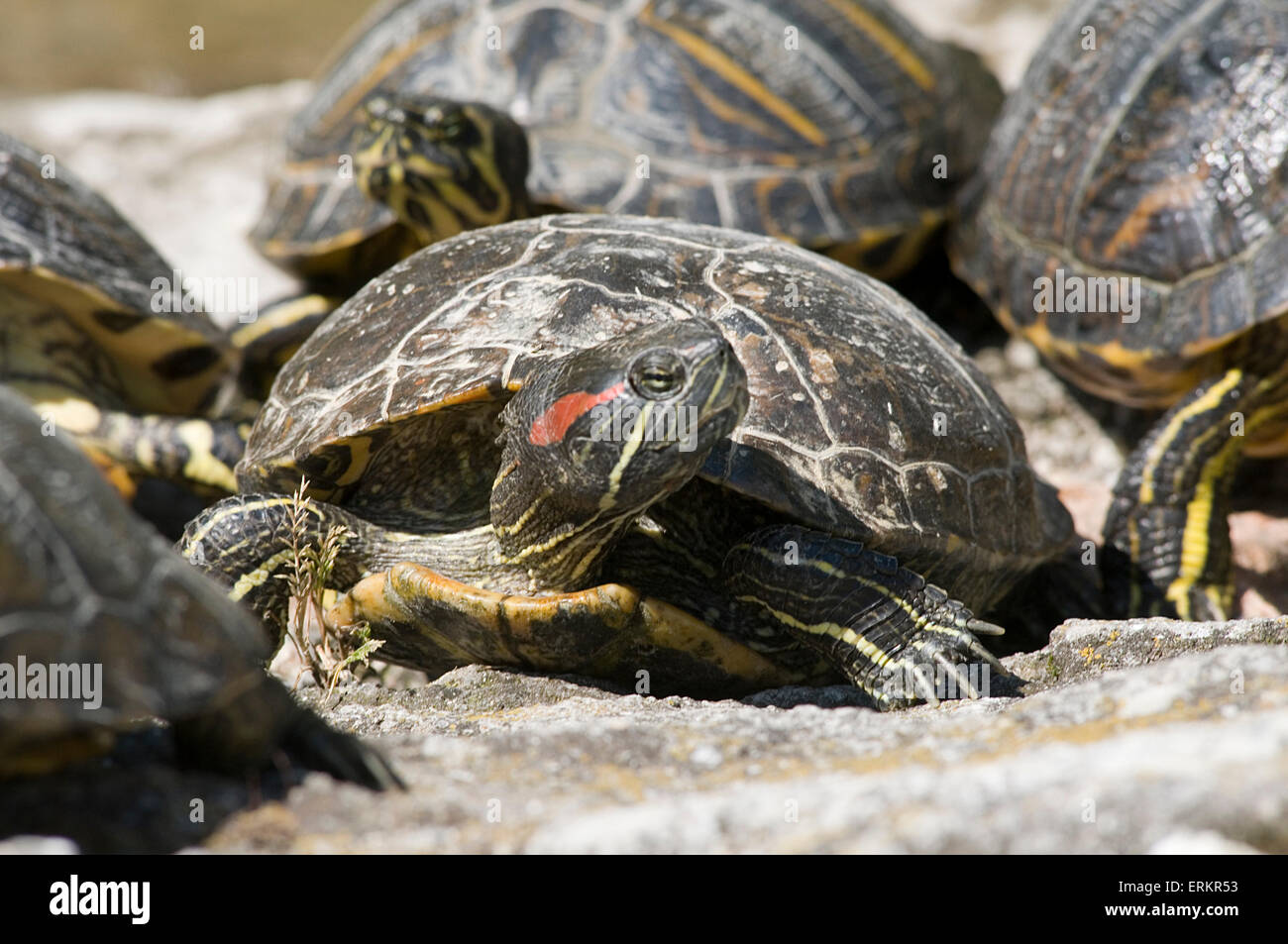 red eared terrapin terrapins basking warming up in the sun cold blooded ...