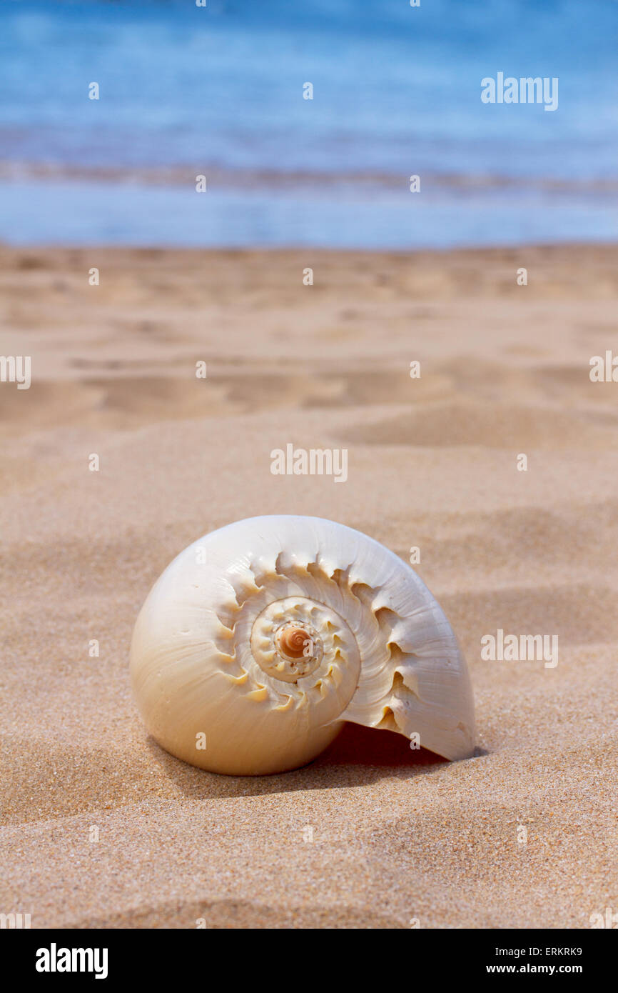sea shell on a beach Stock Photo - Alamy