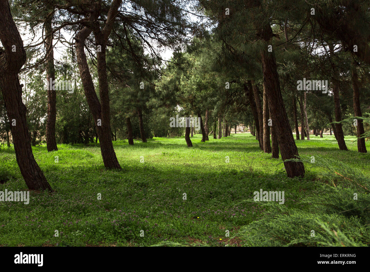 Pine trees in green field Stock Photo - Alamy