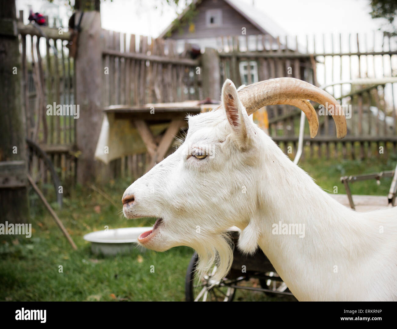 Goat lips hi-res stock photography and images - Alamy