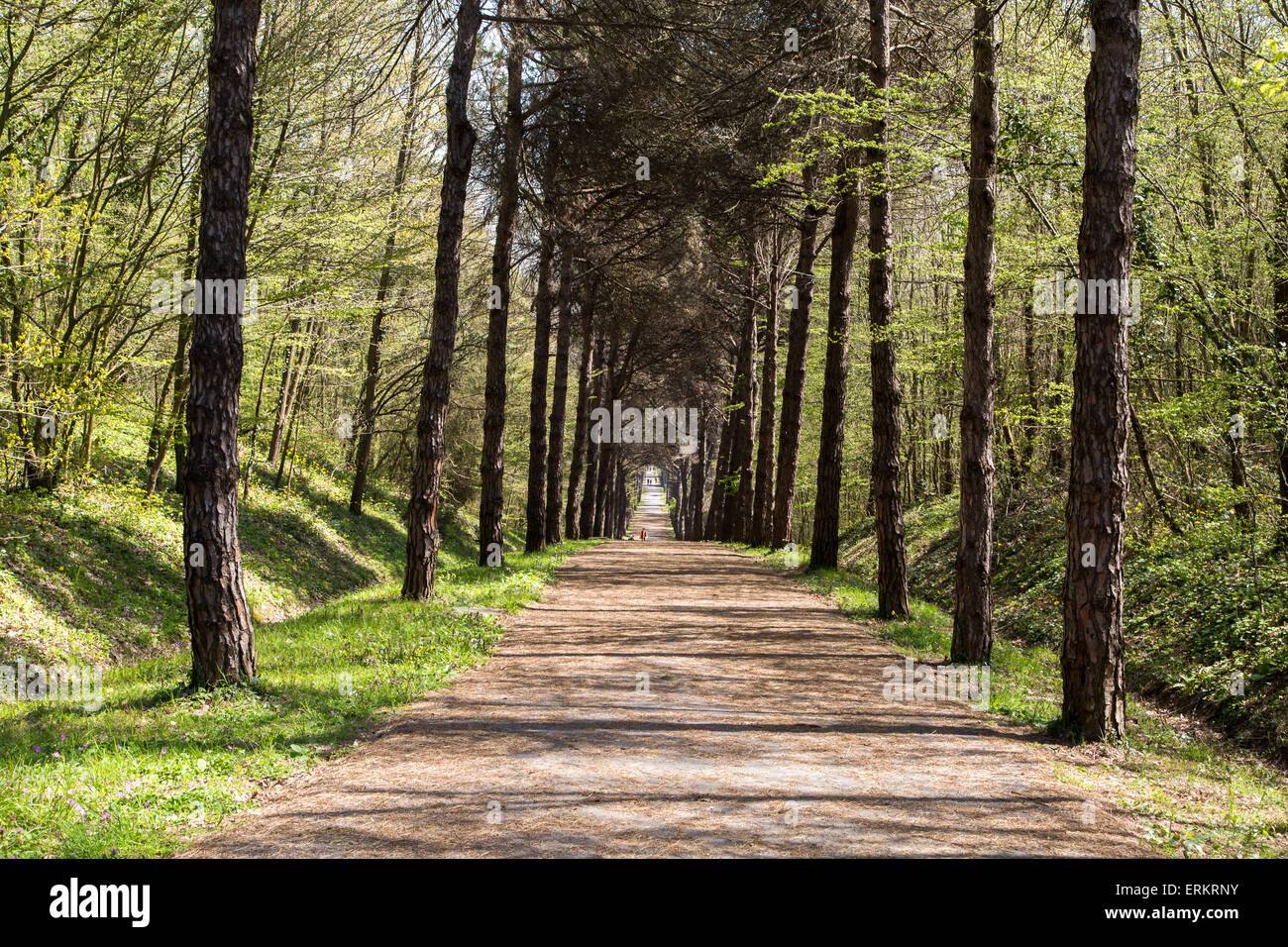 Pine trees along the road, walking road in forest Stock Photo - Alamy