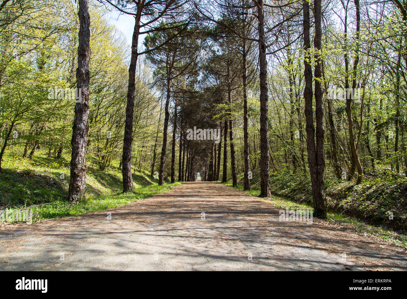 Pine trees along the road, walking road in forest Stock Photo - Alamy