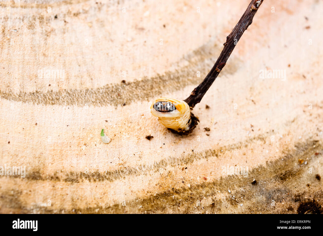 Weevil in the wood Stock Photo - Alamy