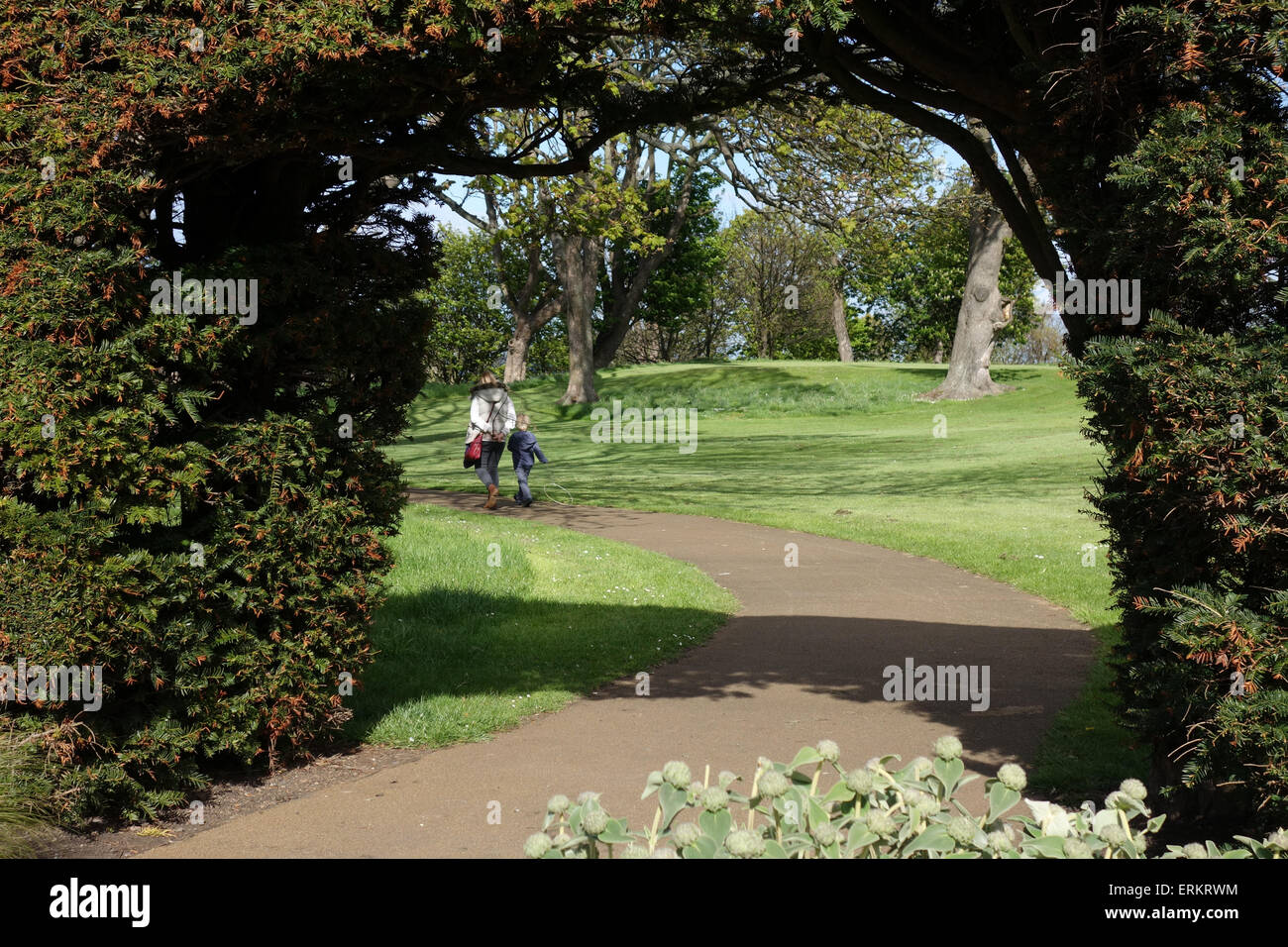 Beech hedge arch Stock Photo - Alamy
