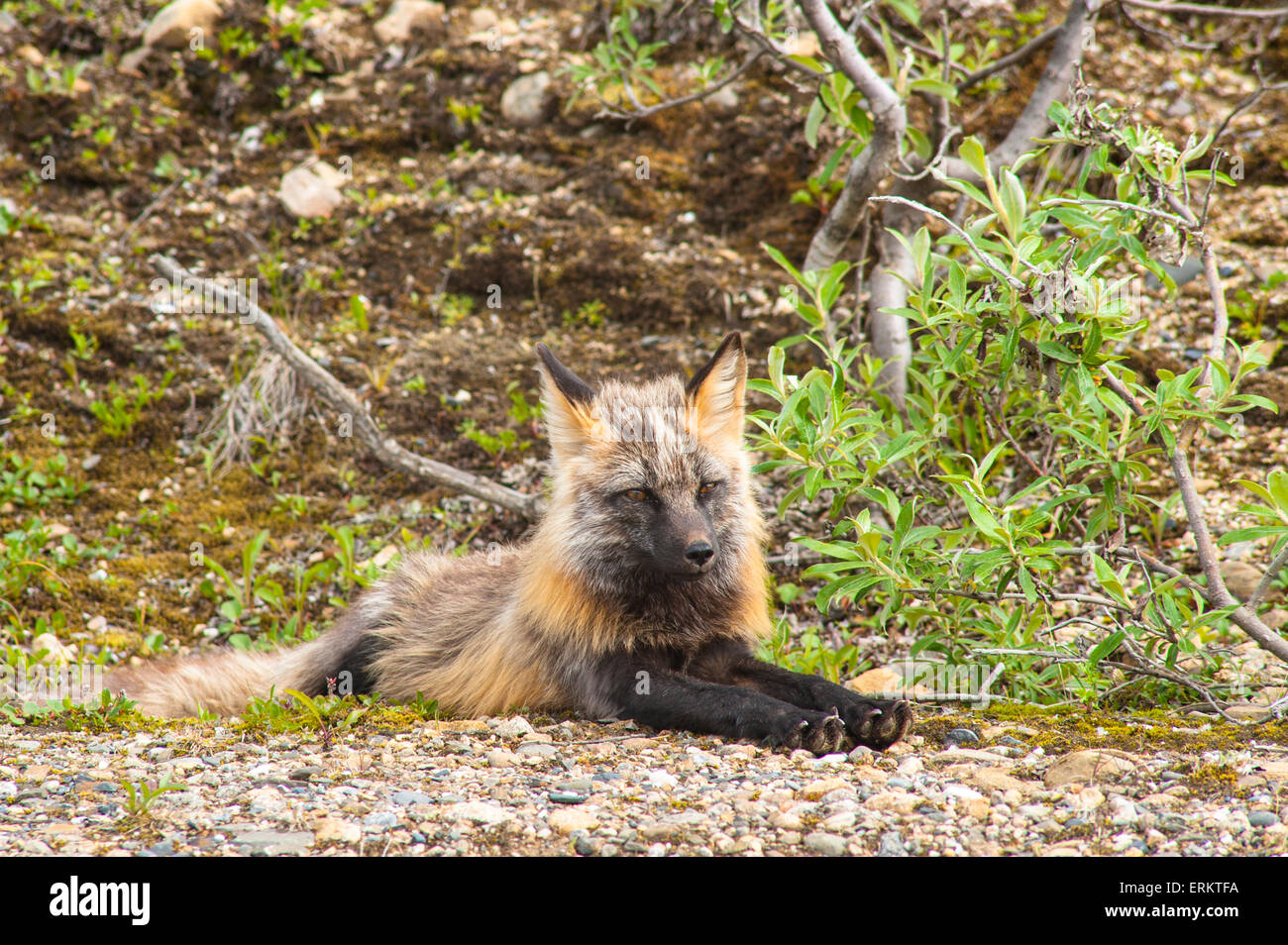 Close up of a Red Fox lying on the ground resting, Denali National Park ...