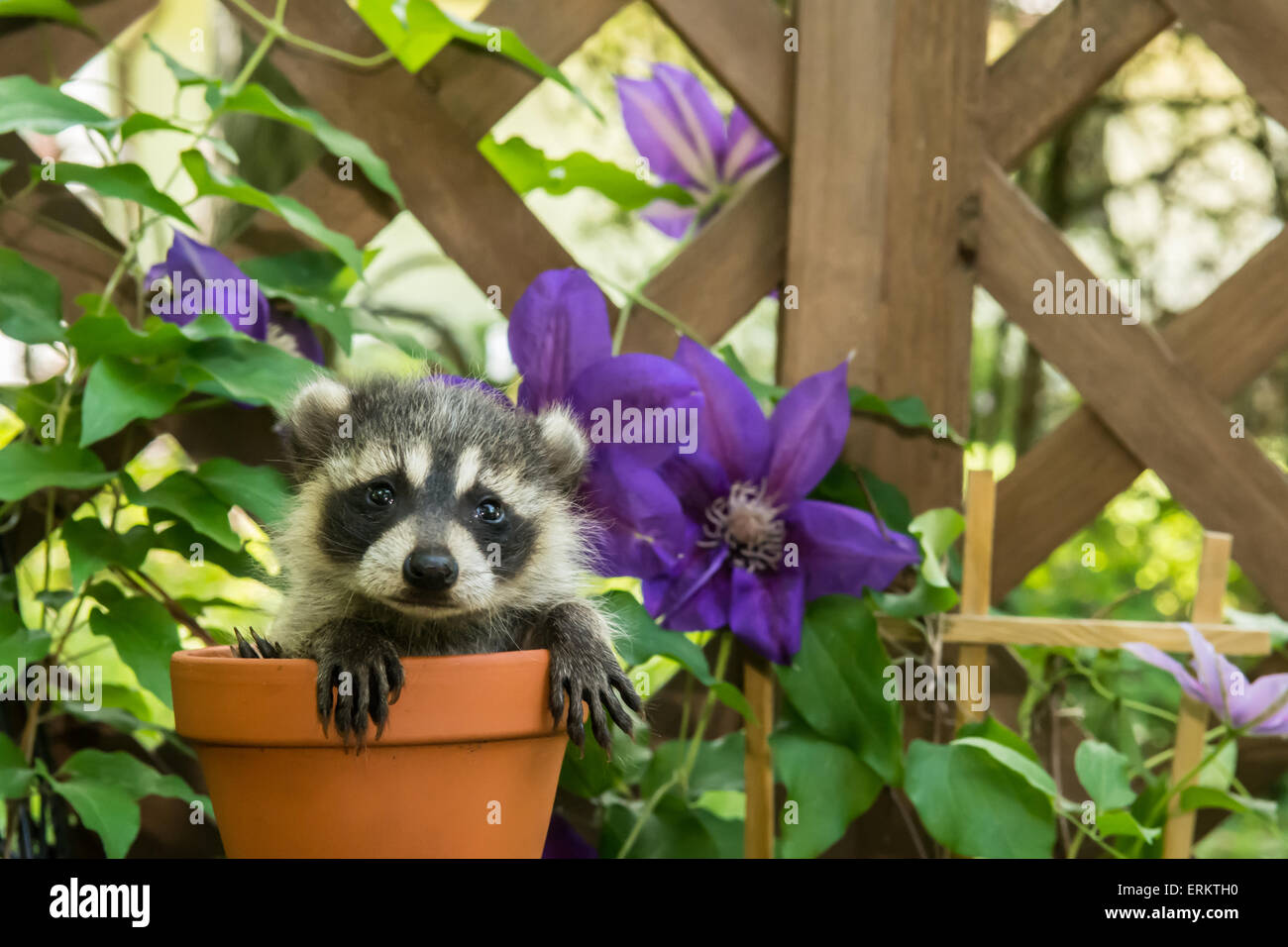 Baby Raccoon in a flower pot Stock Photo - Alamy
