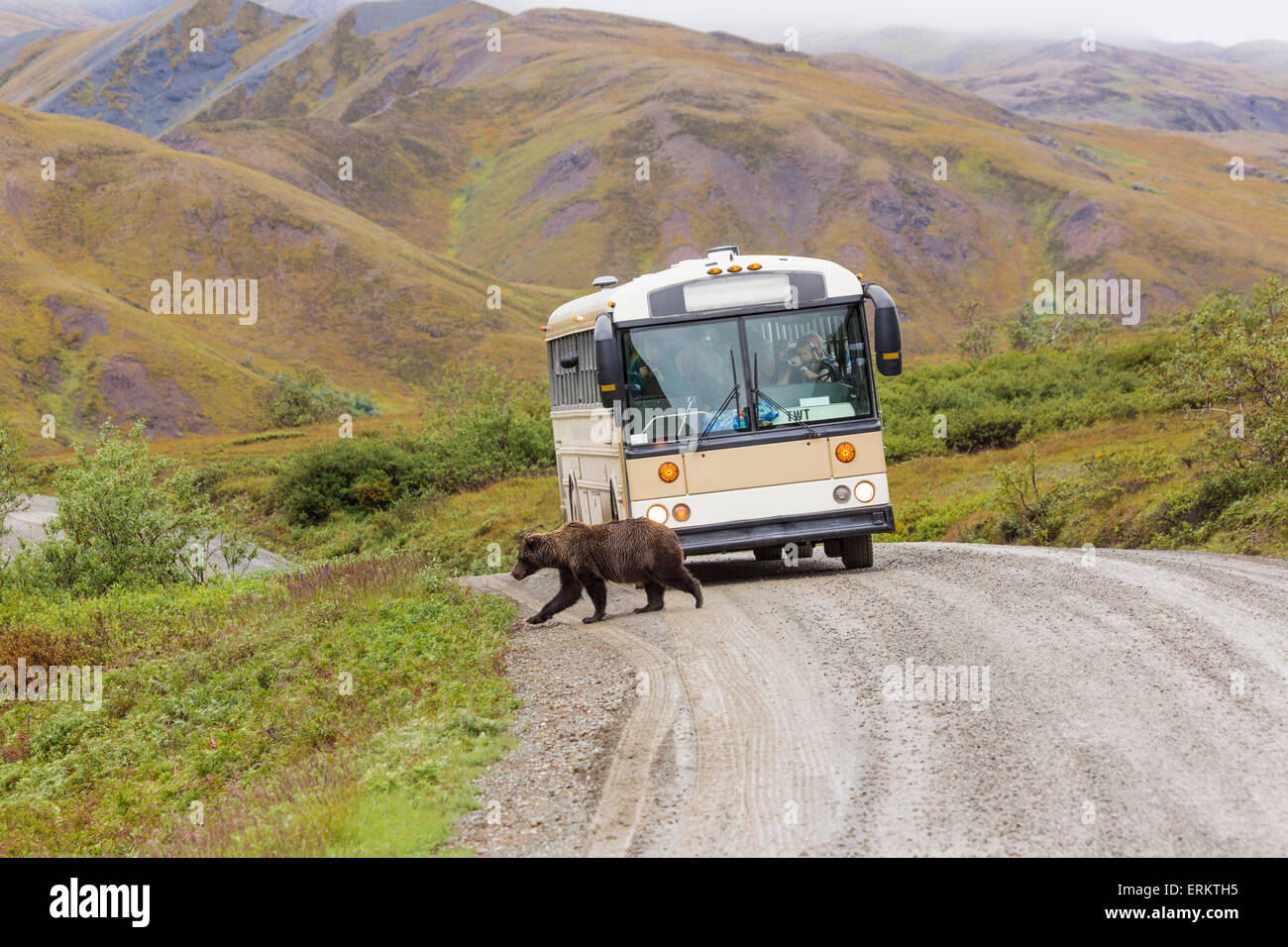 Tour bus on denali park hi-res stock photography and images - Alamy