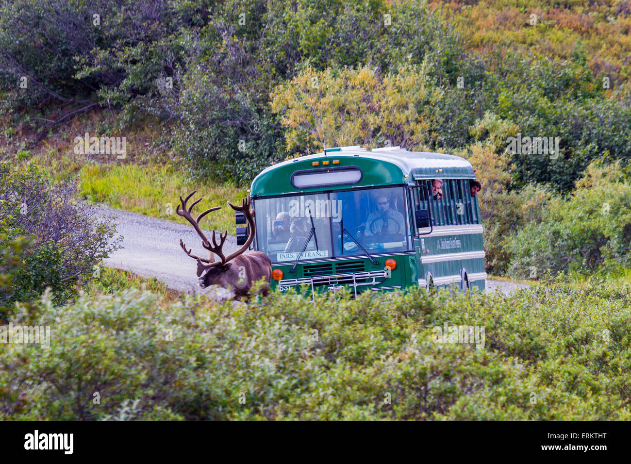 Tour Bus On Denali Park Stock Photos & Tour Bus On Denali Park Stock ...