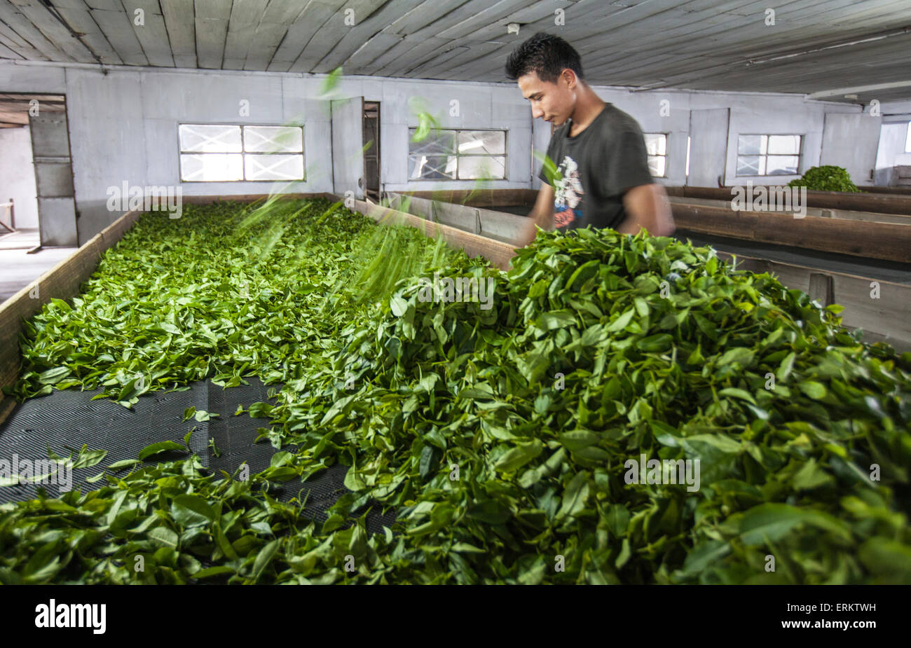 Worker lays tea leaves just weighed on the huge sieves which they will ...