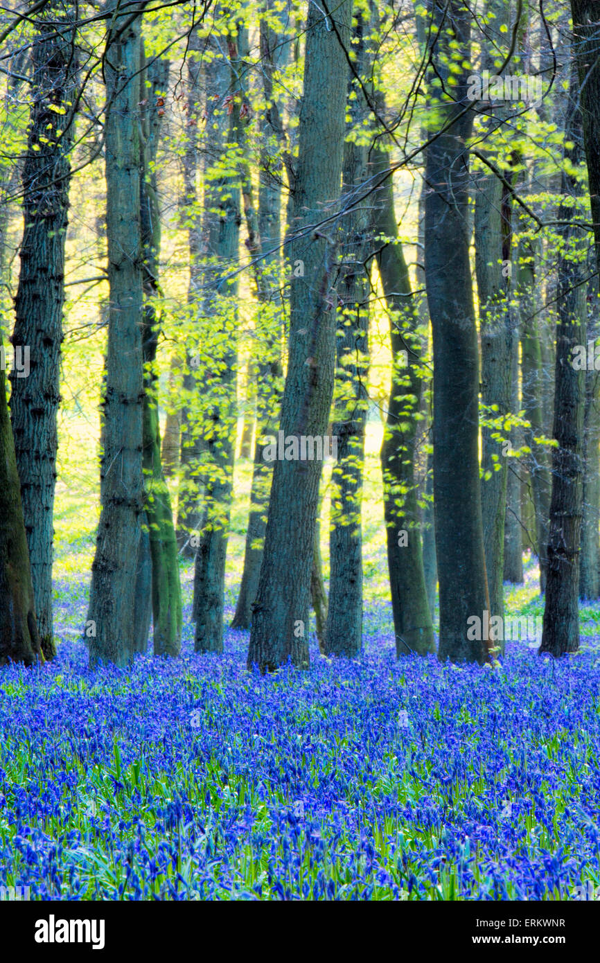 Bluebell in spring hi-res stock photography and images - Alamy