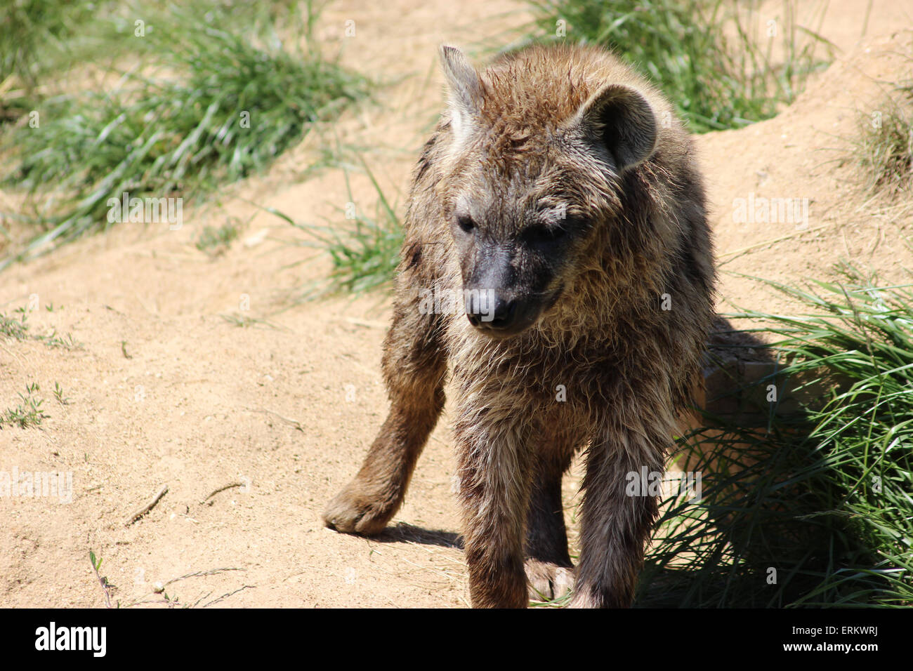 Cute Young Hyena with Wet hairs Stock Photo - Alamy