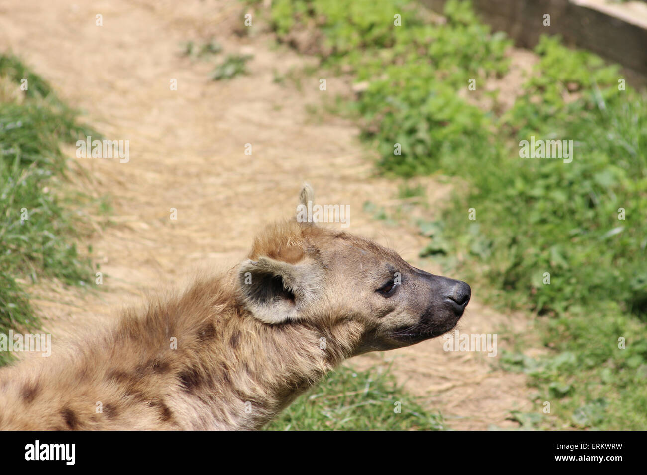 Closeup of the head of a hyena Stock Photo - Alamy