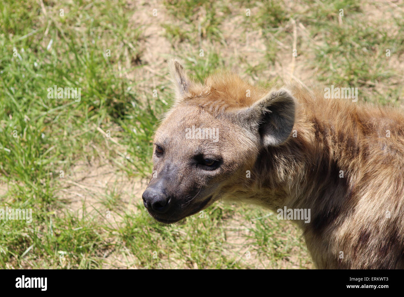 Spotted hyena face closeup hi-res stock photography and images - Alamy