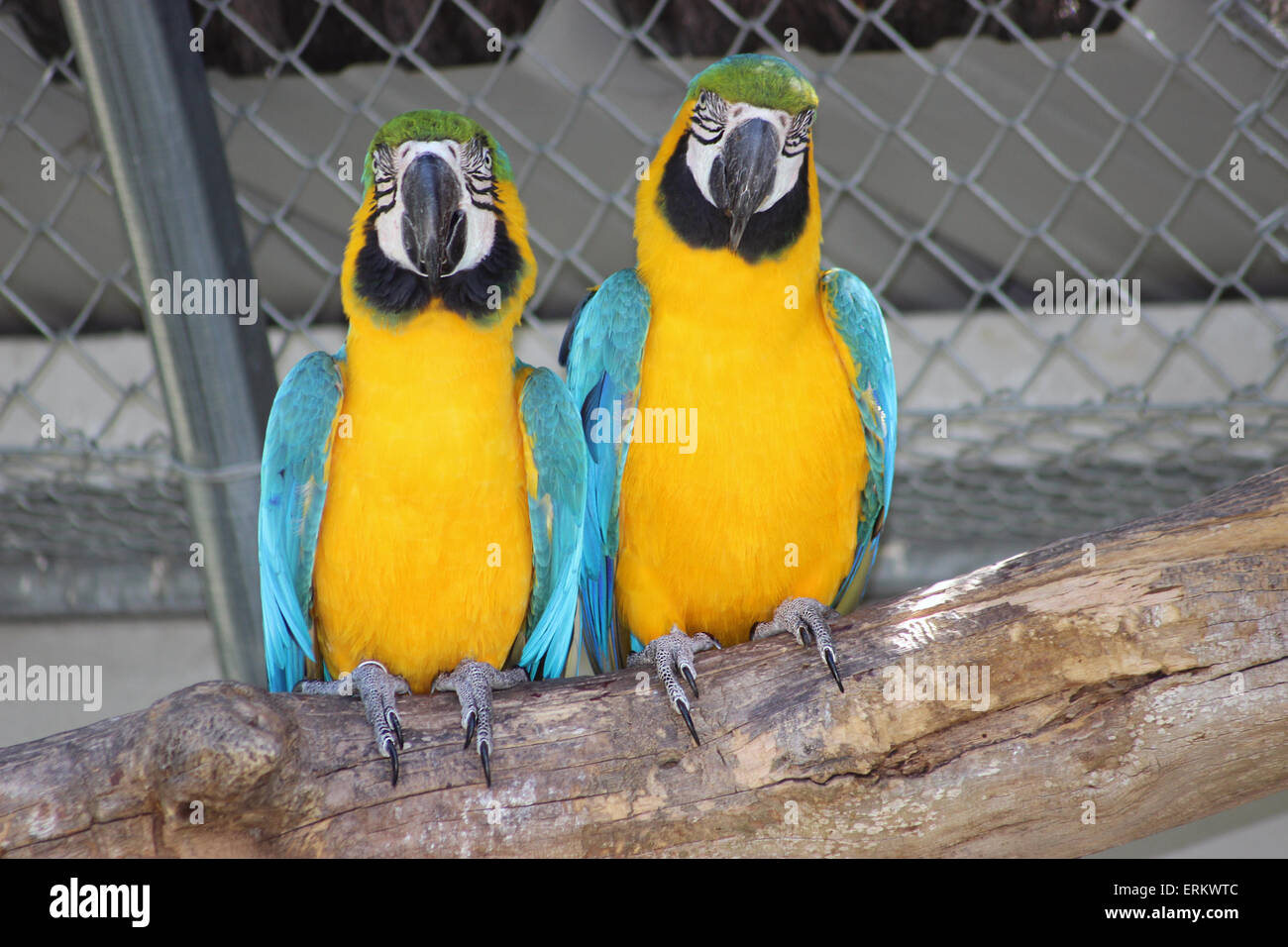 Couple blue-and-yellow macaw (Ara ararauna Stock Photo - Alamy