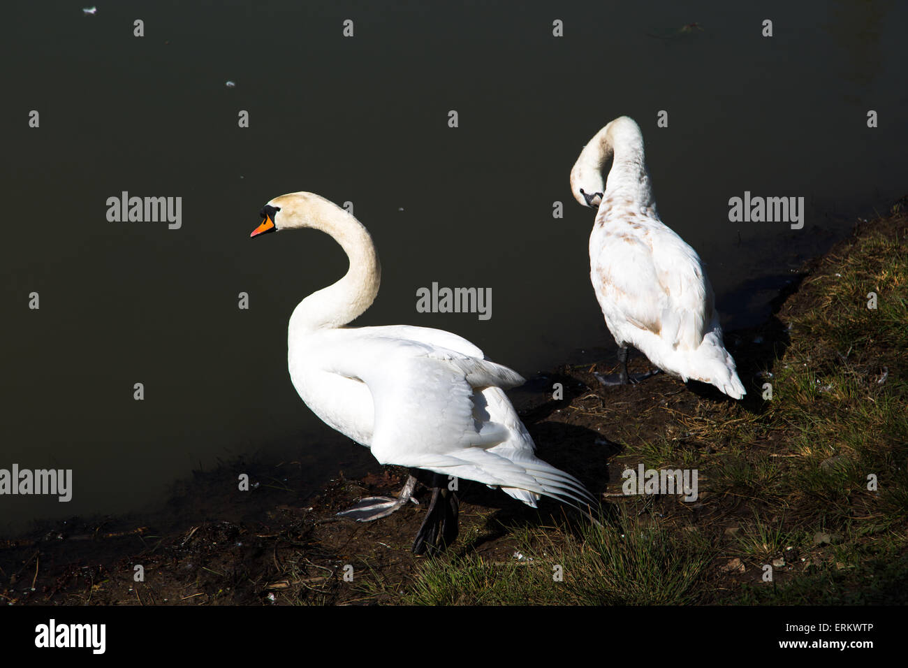 White swans from side view along the lake/river Stock Photo - Alamy