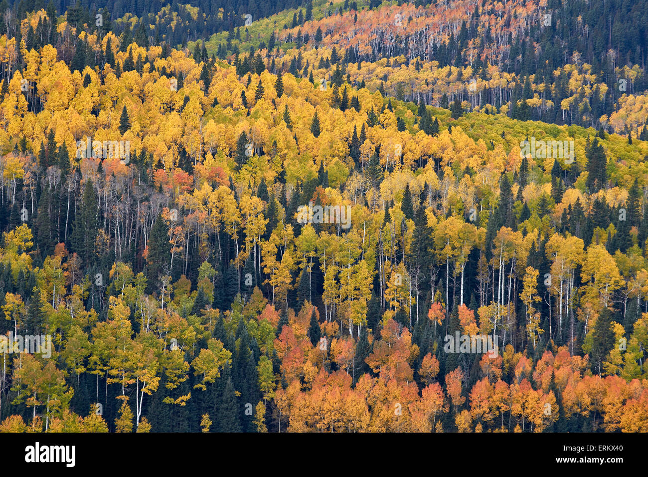 Yellow and orange hillside of aspen in the fall, Uncompahgre National ...