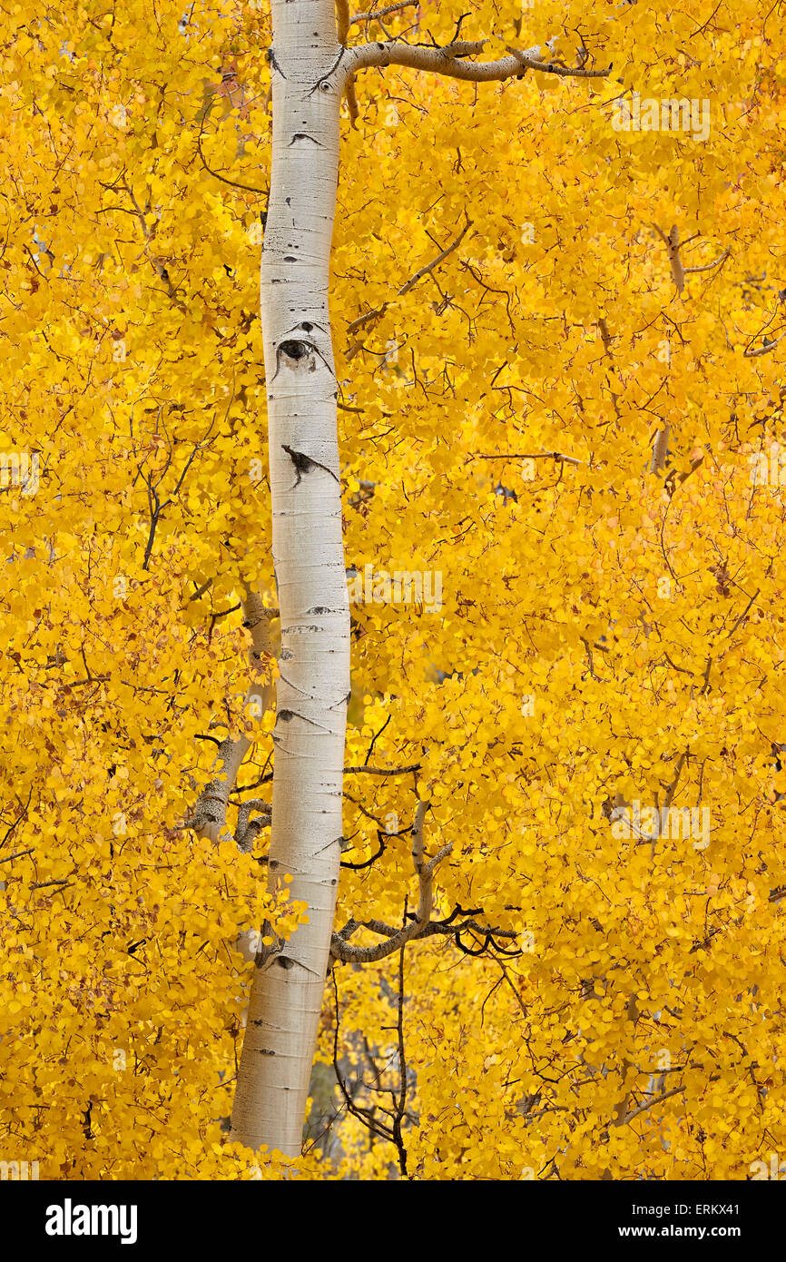 Aspen in fall hi-res stock photography and images - Alamy