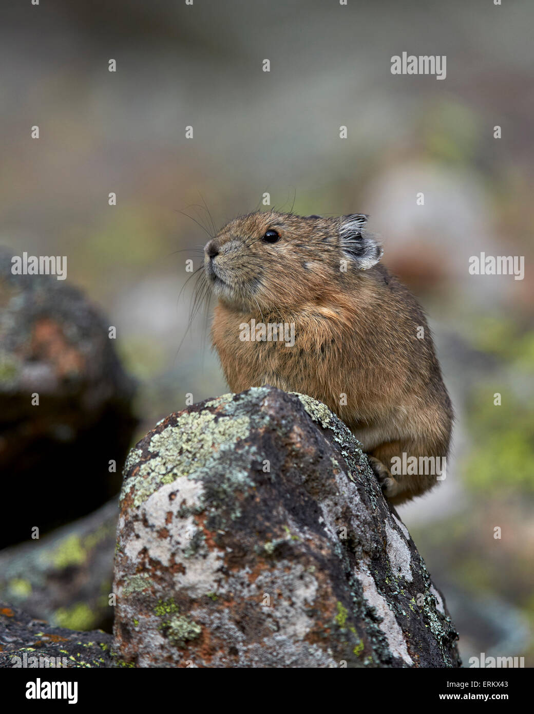American pika hi-res stock photography and images - Alamy