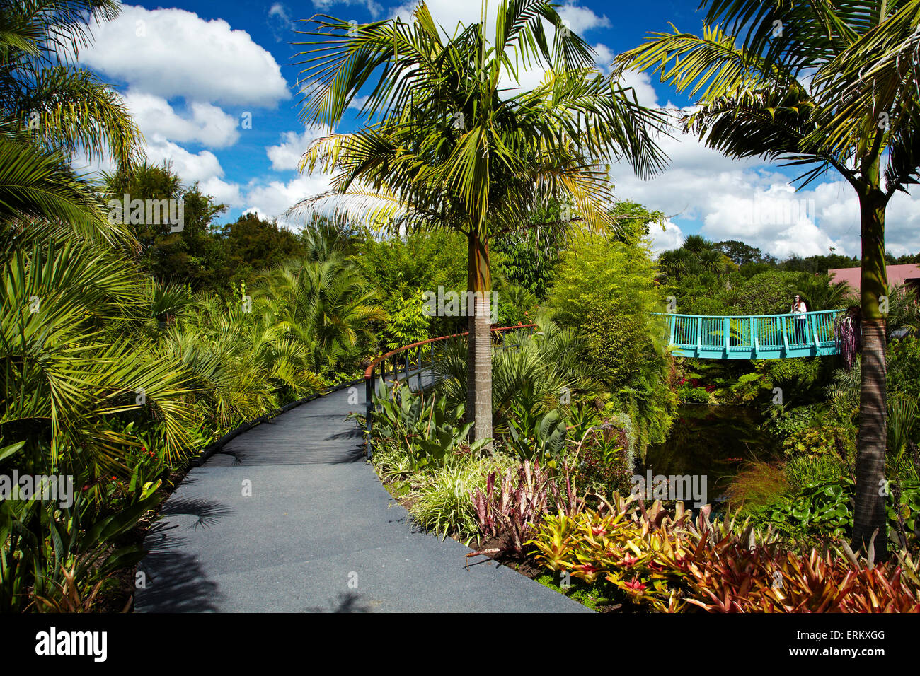 Tropical Gardens Create A Tropical Garden The Big Plant Nursery