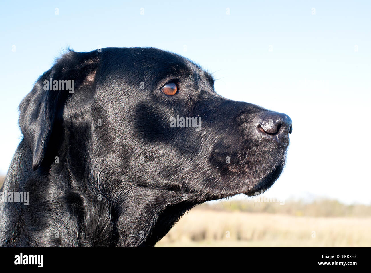 Close up of black Labrador dog . Portrait Stock Photo - Alamy