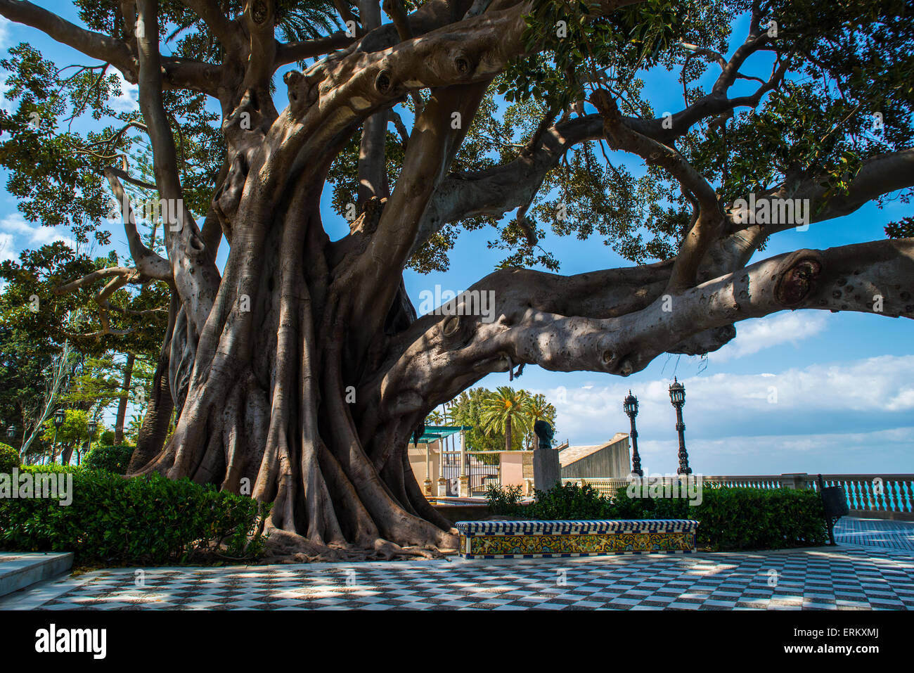 Cadiz old tree hi-res stock photography and images - Alamy
