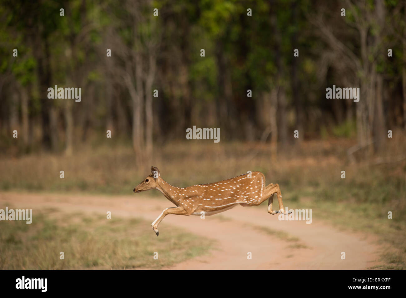 Chital doe hi-res stock photography and images - Alamy