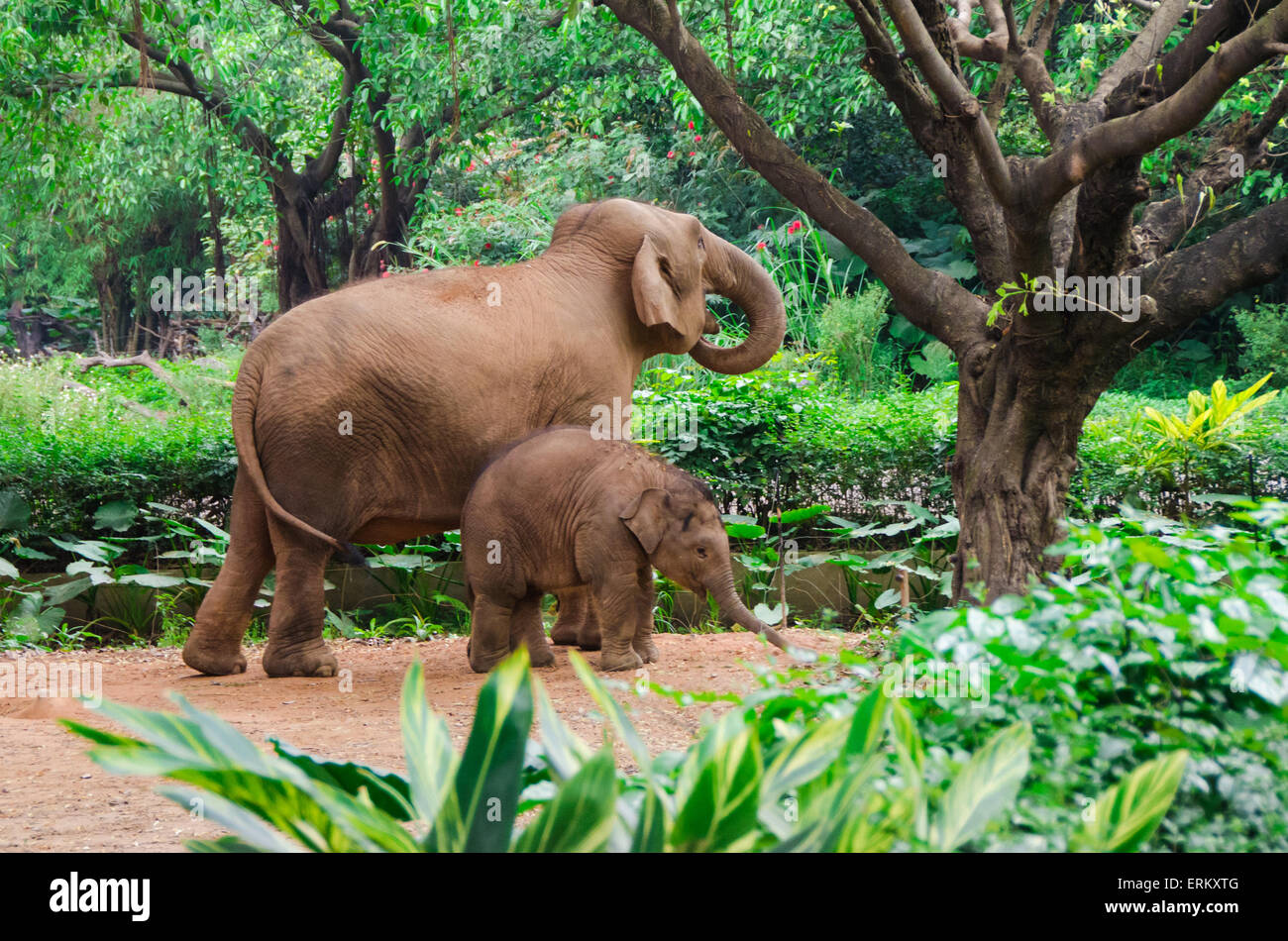 Baby elephant mother legs hi-res stock photography and images - Alamy