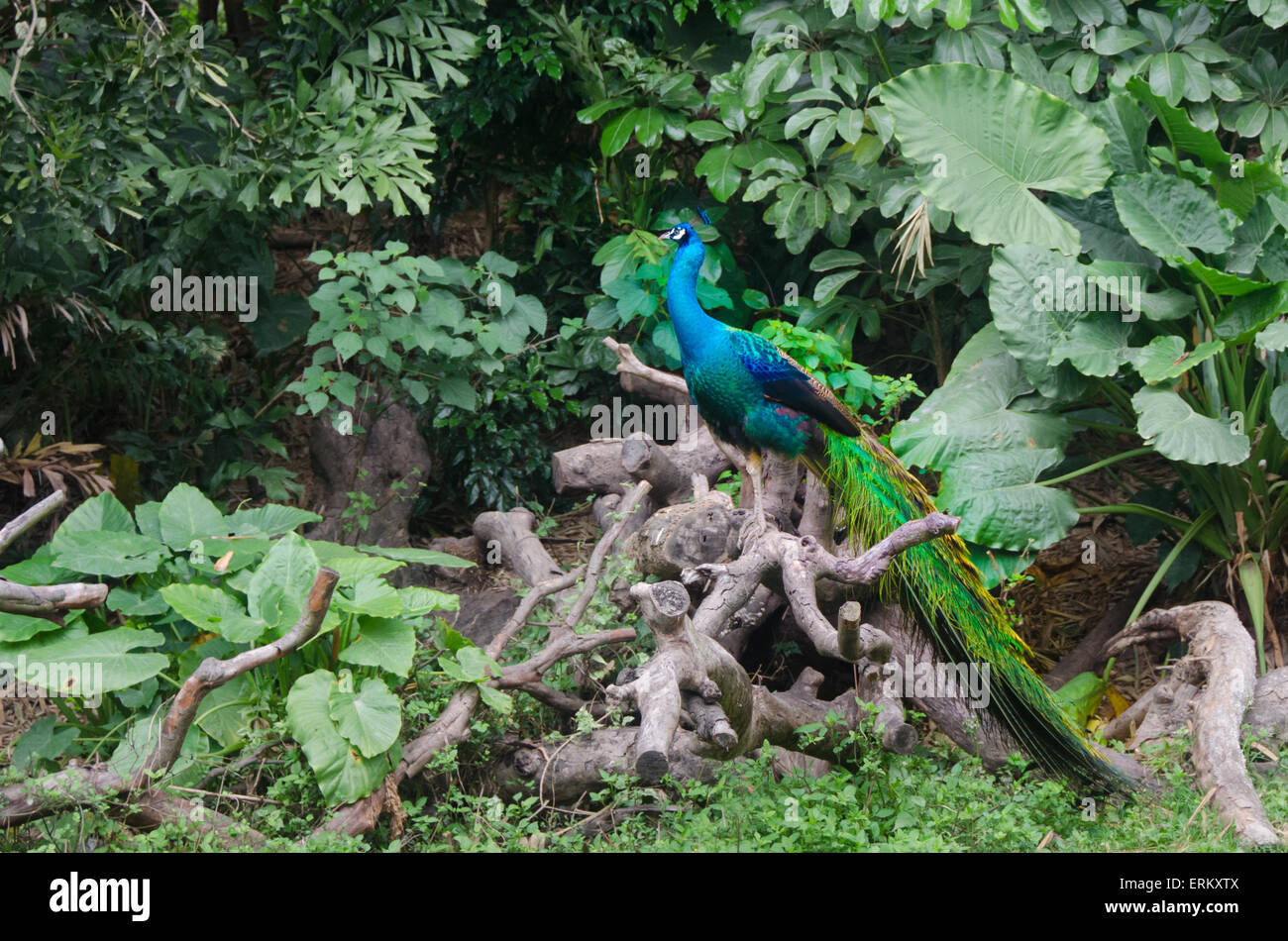 Peacock Sitting On Tree High Resolution Stock Photography and Images ...