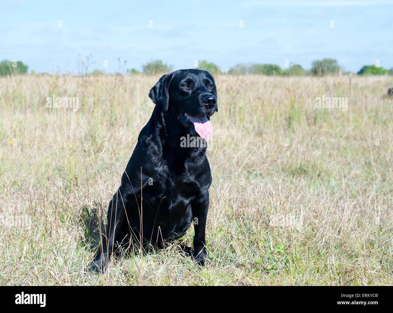 Black Labrador dog siting outside on the field Stock Photo - Alamy