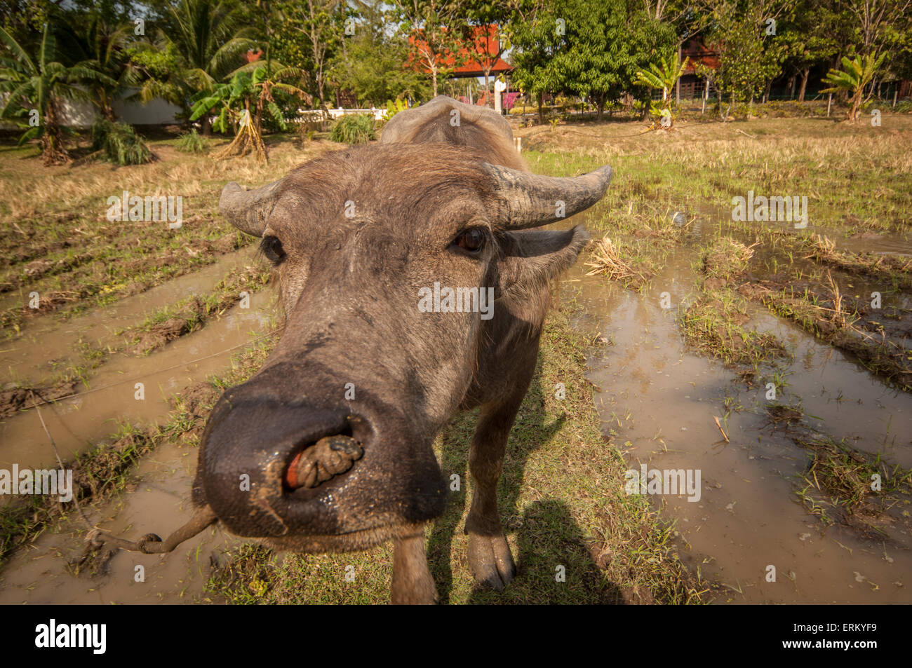 Ox in a field at the Museum of Rice in Langkawi, Malaysia Stock Photo ...
