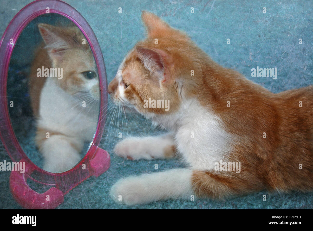 Reflection In Mirror Cat