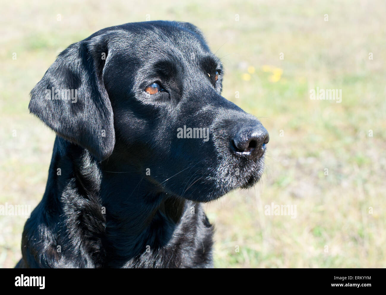 Black bred hi-res stock photography and images - Alamy