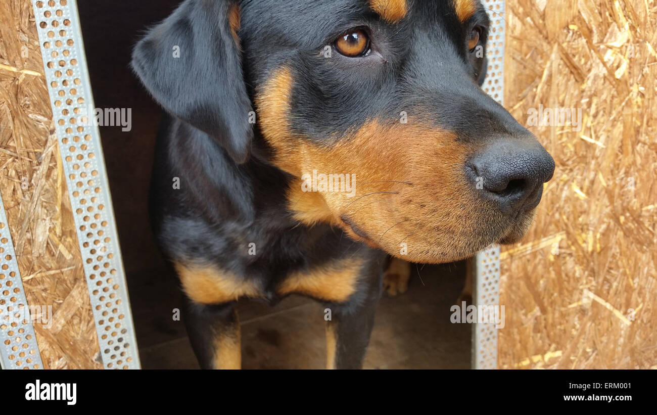 Rottweiler Puppy Face High Resolution Stock Photography and Images - Alamy