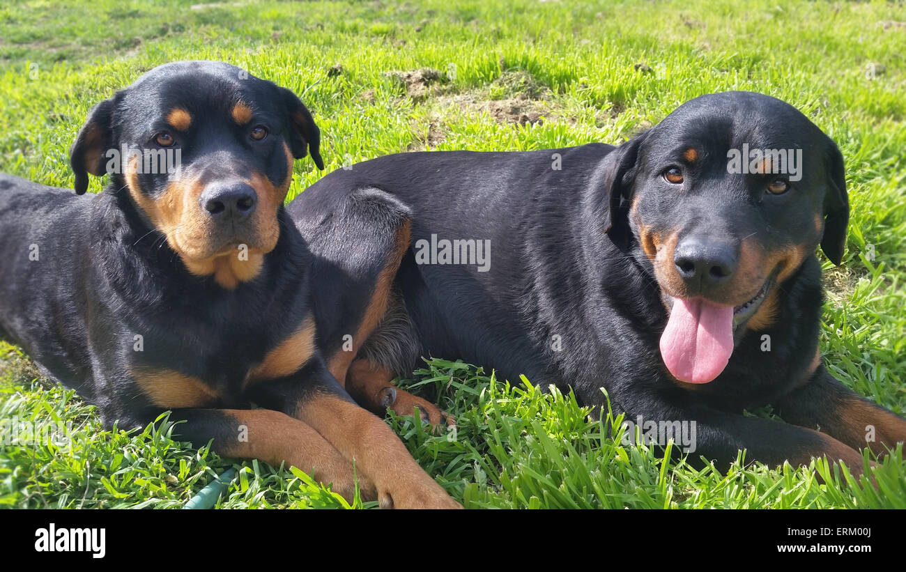 Close up rottweiler puppy hi-res stock photography and images - Alamy