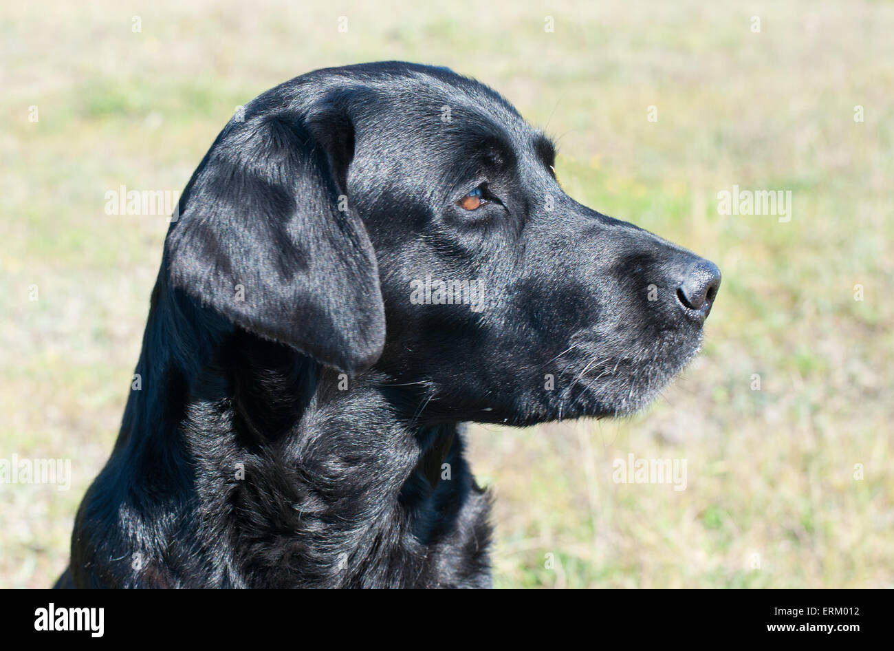 Working black labrador portrait hi-res stock photography and images - Alamy